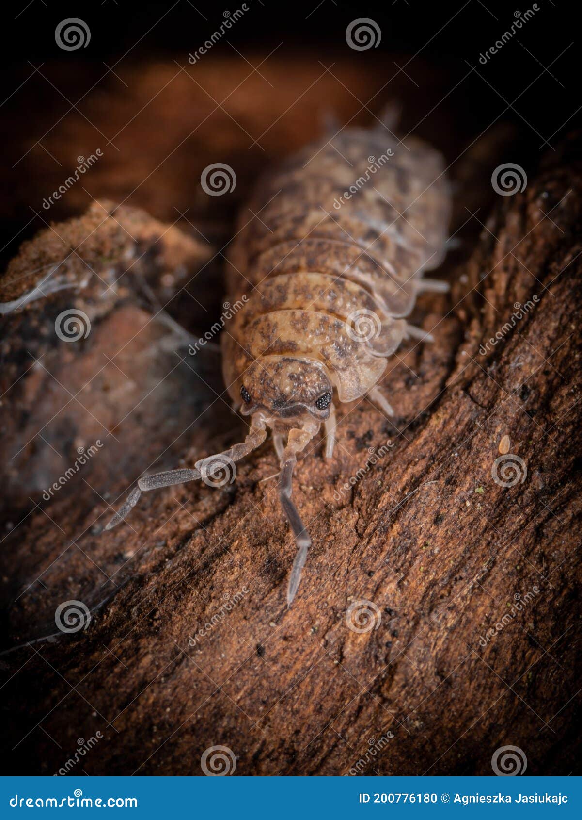 Macro pfoto of isopod stock photo. Image of insect, birth - 200776180