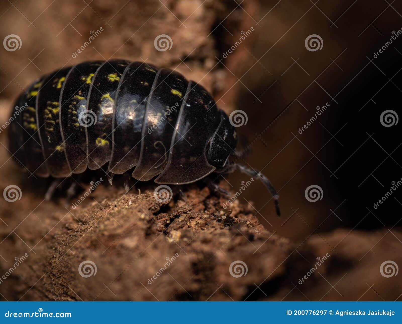Macro pfoto of pillbug stock image. Image of wildlife - 200776297
