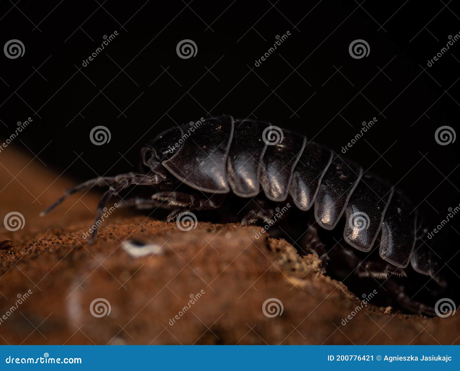 Macro pfoto of pillbug stock image. Image of isopod - 200776421