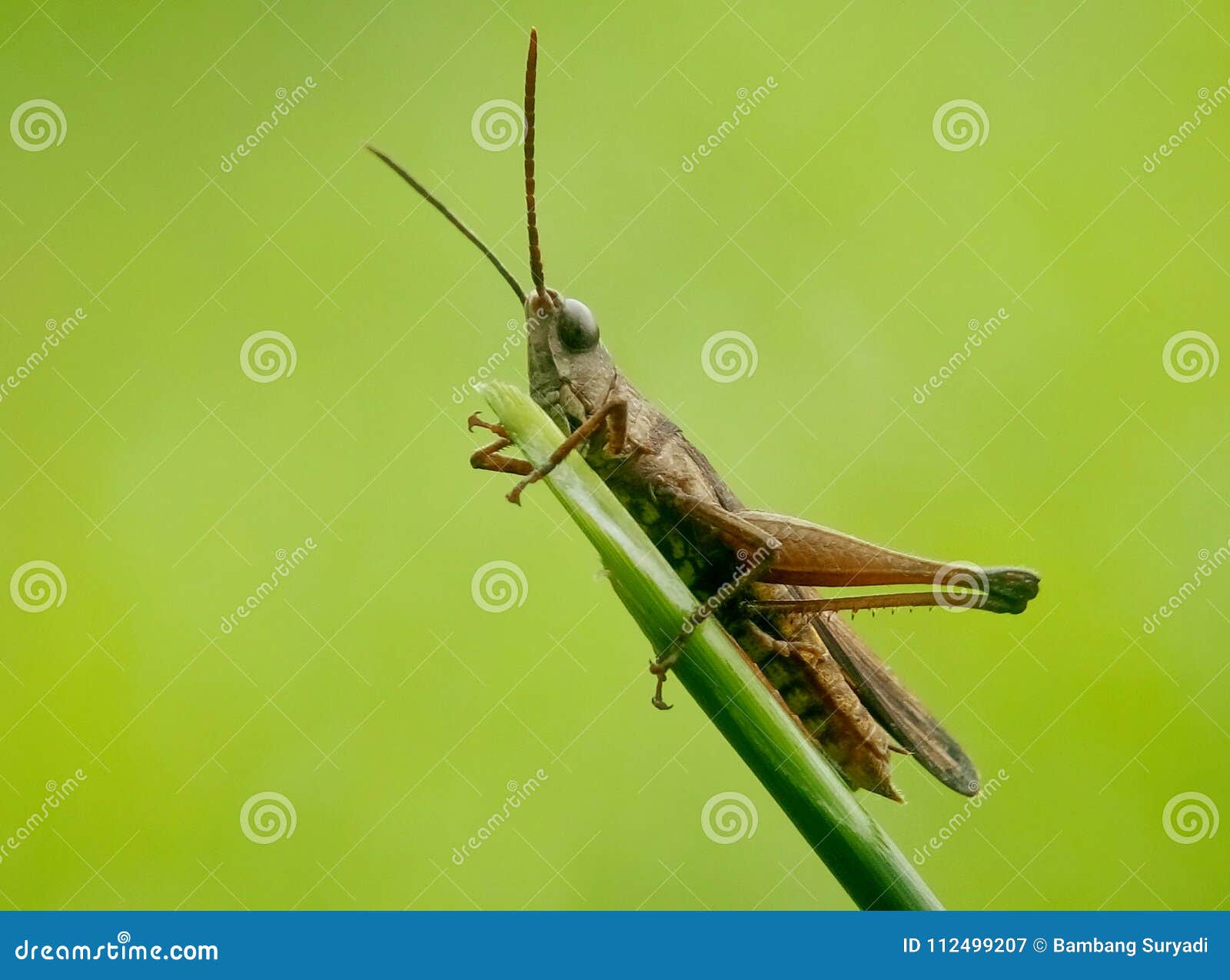 Grasshopper stock image. Image of insect, phone, grasshopper - 112499207