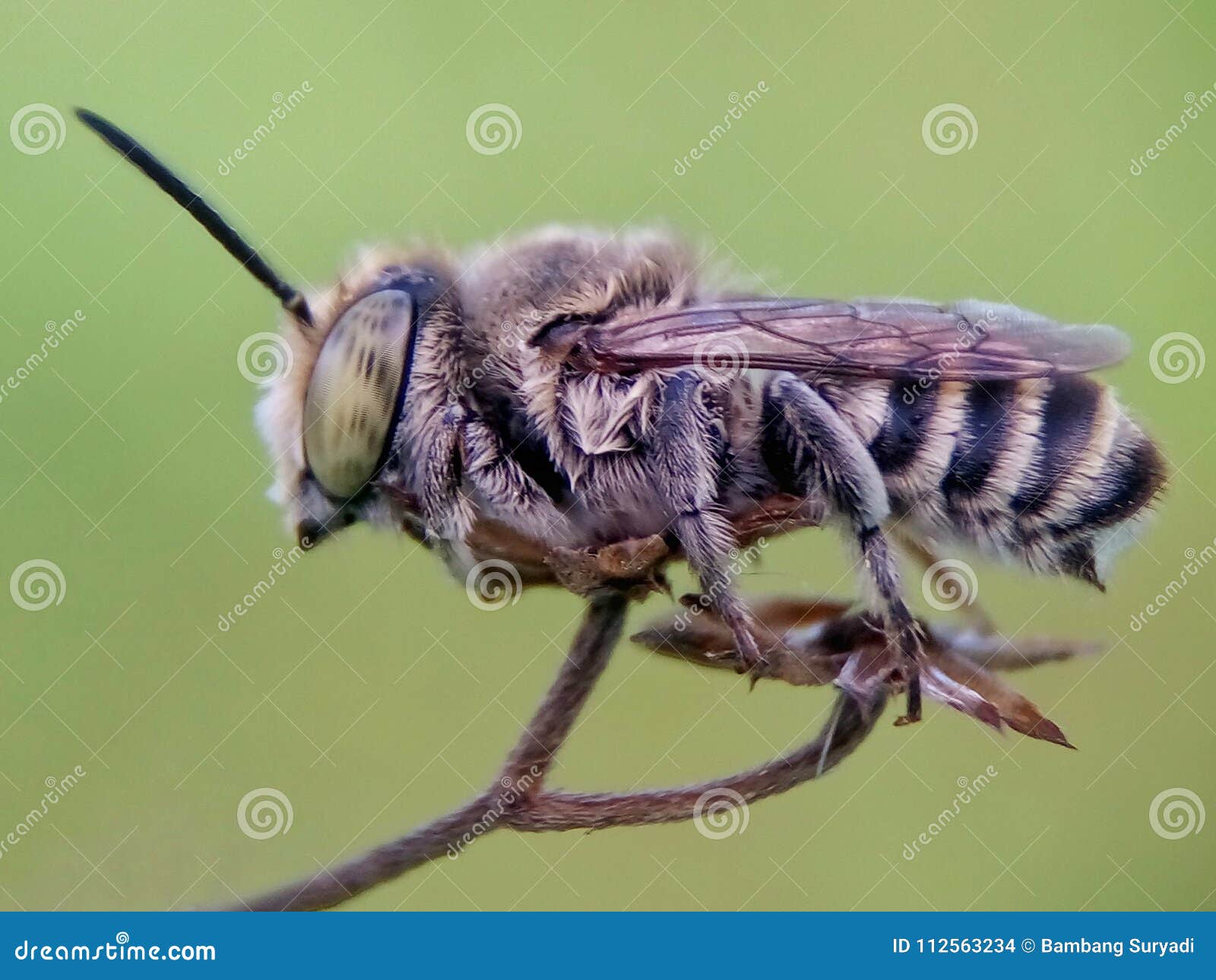 Leaf Cutter Bee stock photo. Image of nature, cutter - 112563234