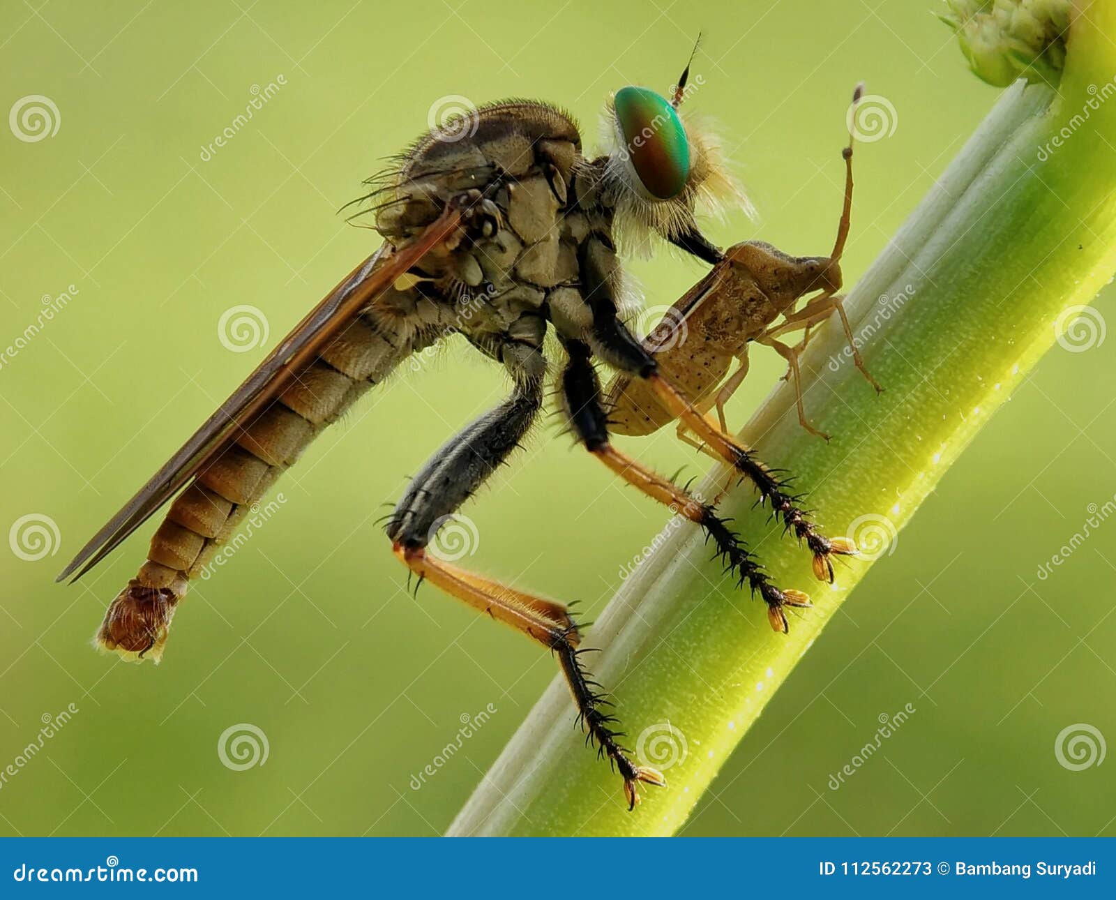 Robber Fly stock image. Image of phone, macro, robber - 112562273