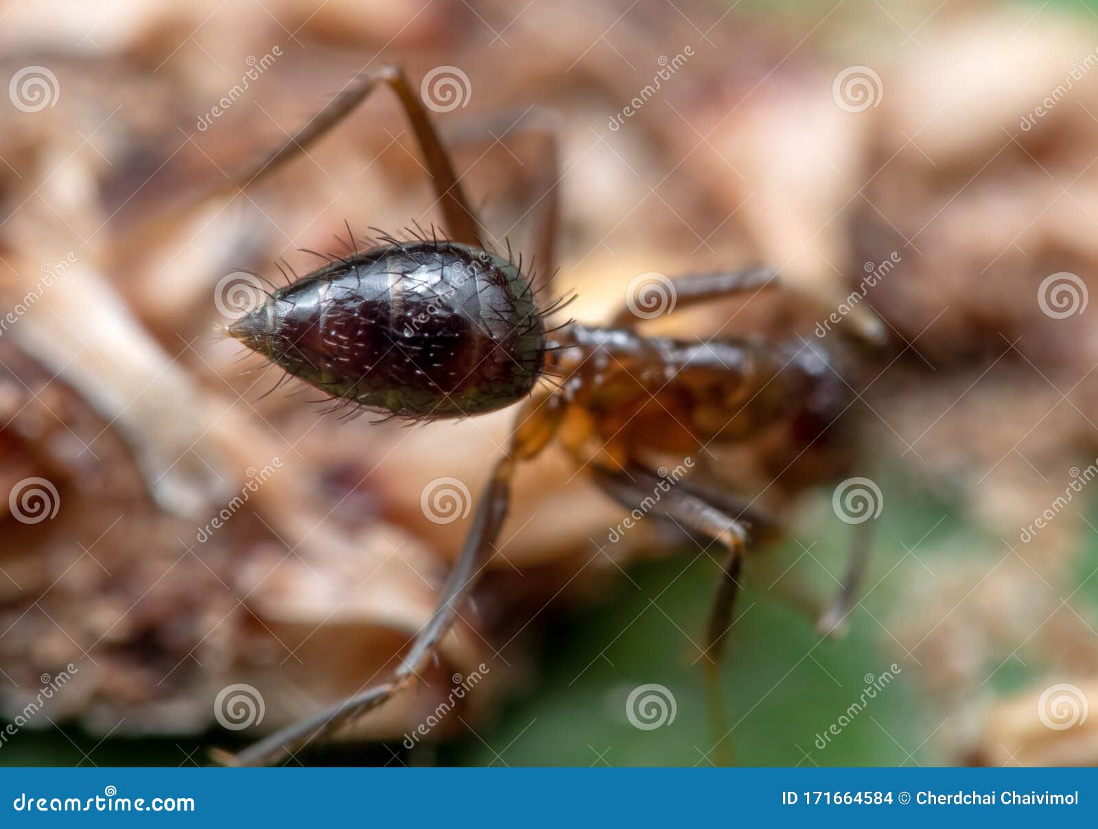 Macro Photo of Abdomen of Tiny Ant on Green Leaf, Selective Focus Stock ...