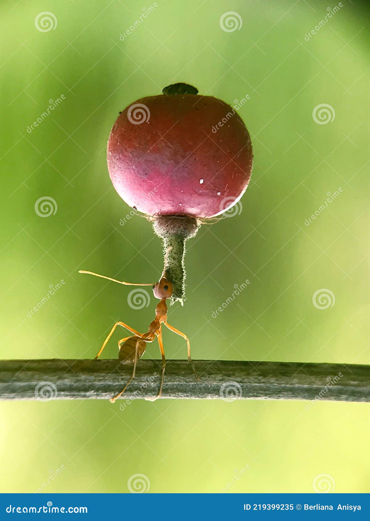 Toil the ants stock image. Image of branch, leaf, moisture - 219399235