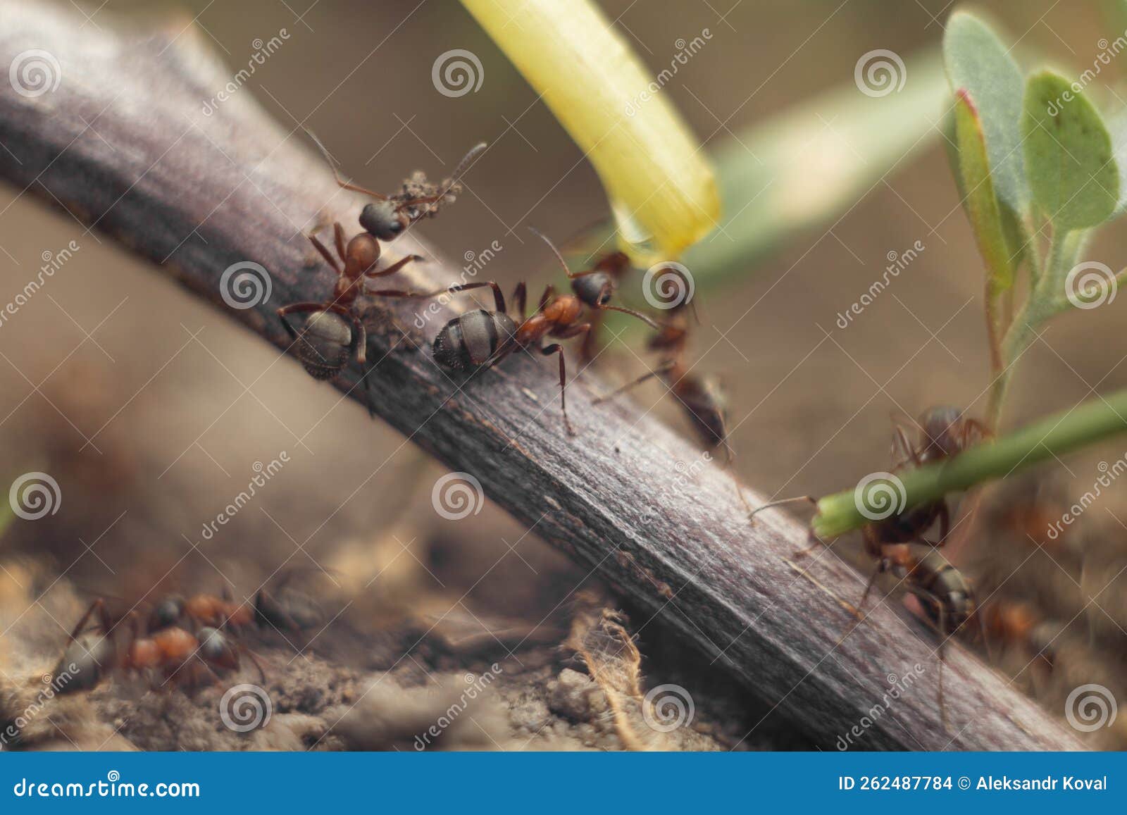 Macro Photo of an Ant. the Ant Drinks Water. Macro Photo of Insects ...