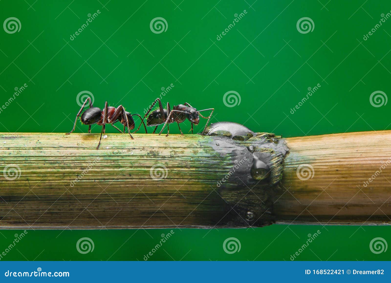 Macro Photo of Ant. Water Drop. Stock Image - Image of insect, anthill ...