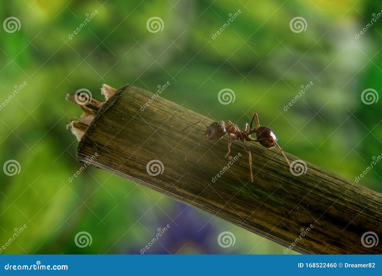 Macro Photo of Ant. Water Drop. Stock Photo - Image of tentacles, macro ...