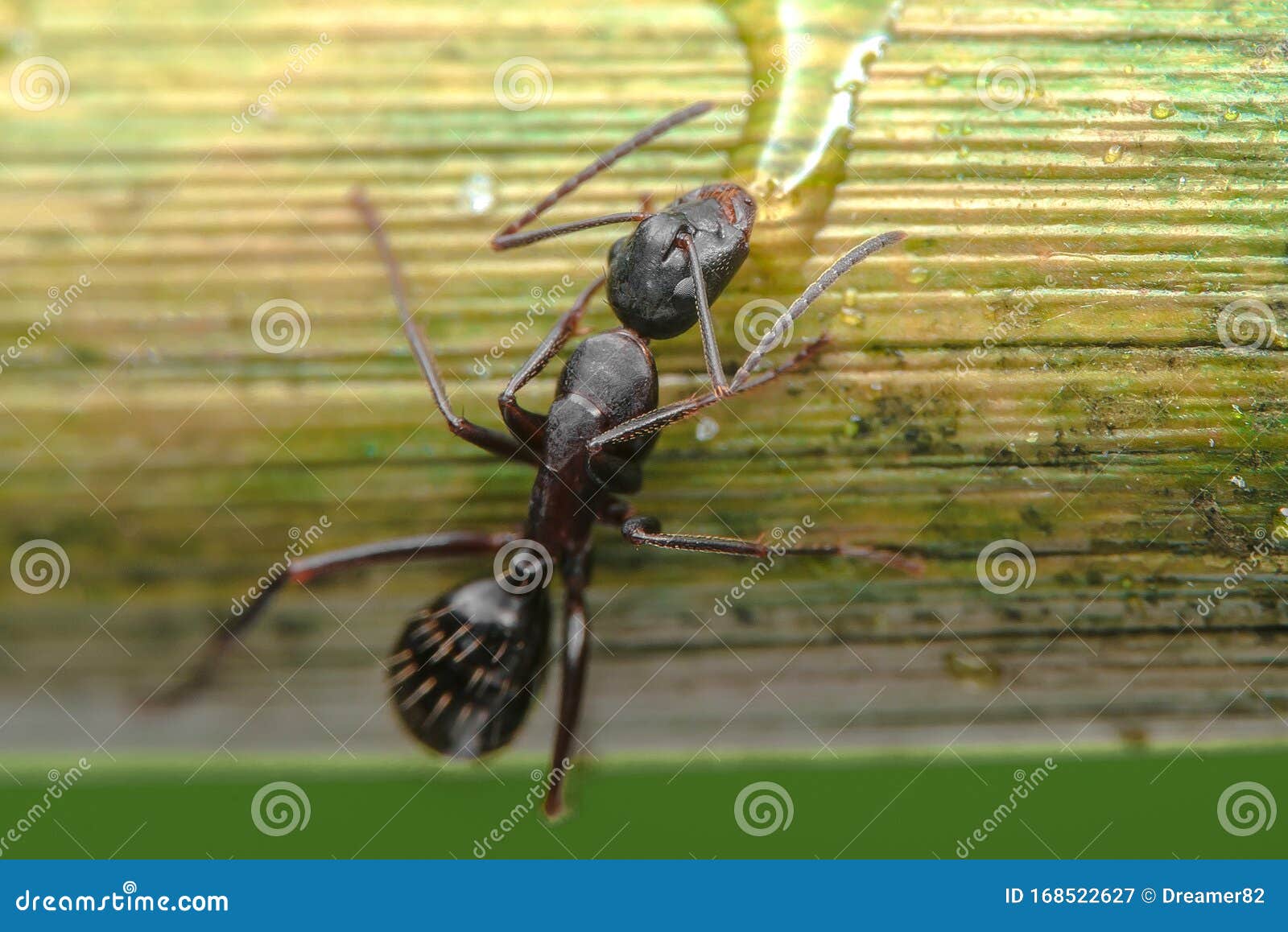 Macro Photo of Ant. Water Drop. Stock Image - Image of tree, animals ...