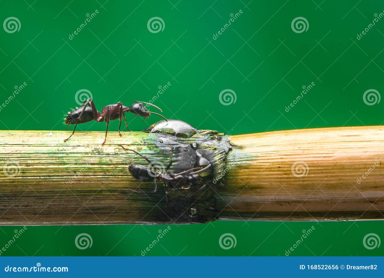 Macro Photo of Ant. Water Drop. Stock Photo - Image of tree, branch ...
