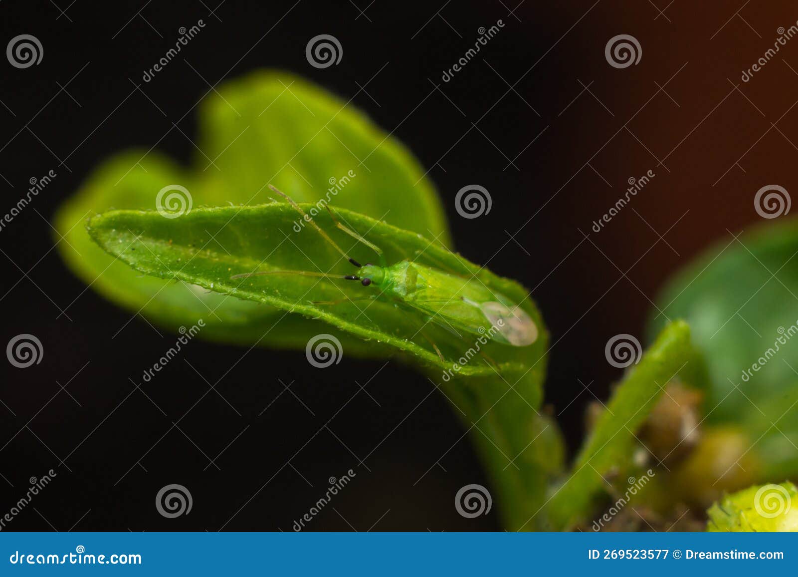 Macro Photo of Aphids on the Leaf Stock Image - Image of aphids, leaf ...
