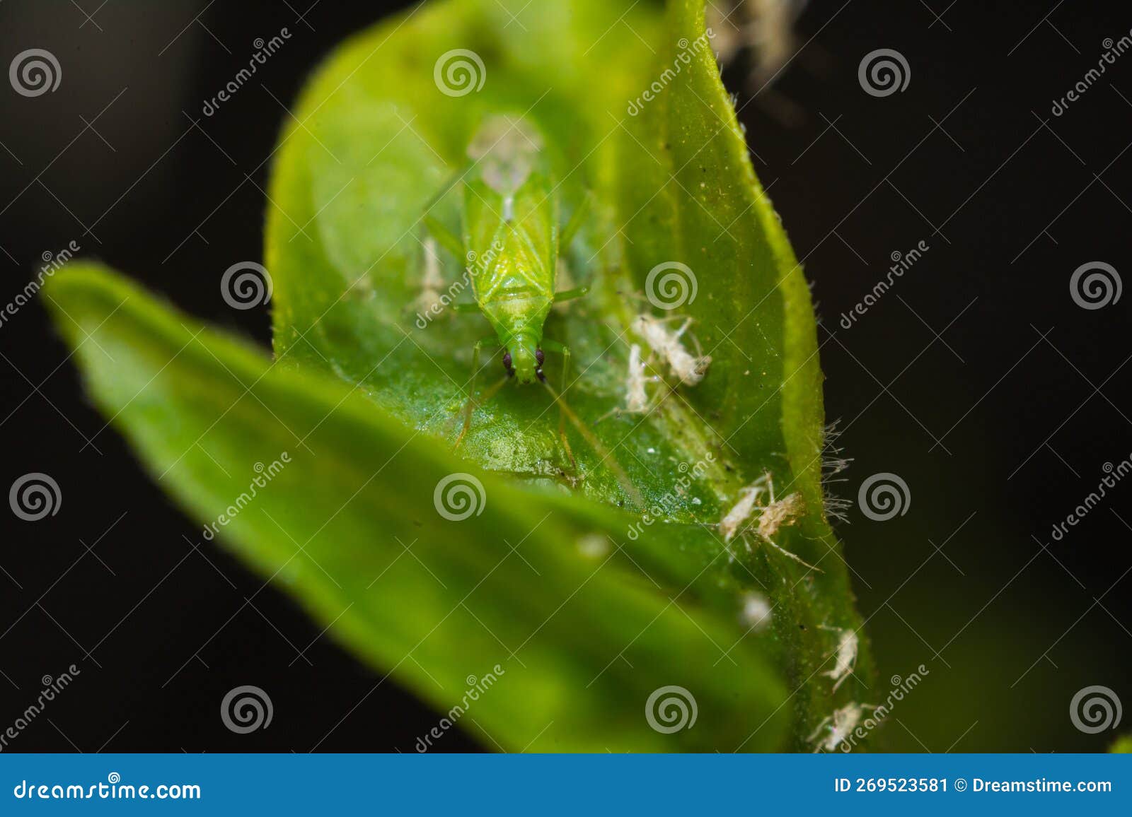 Macro Photo of Aphids on the Leaf Stock Image - Image of macro, aphid ...