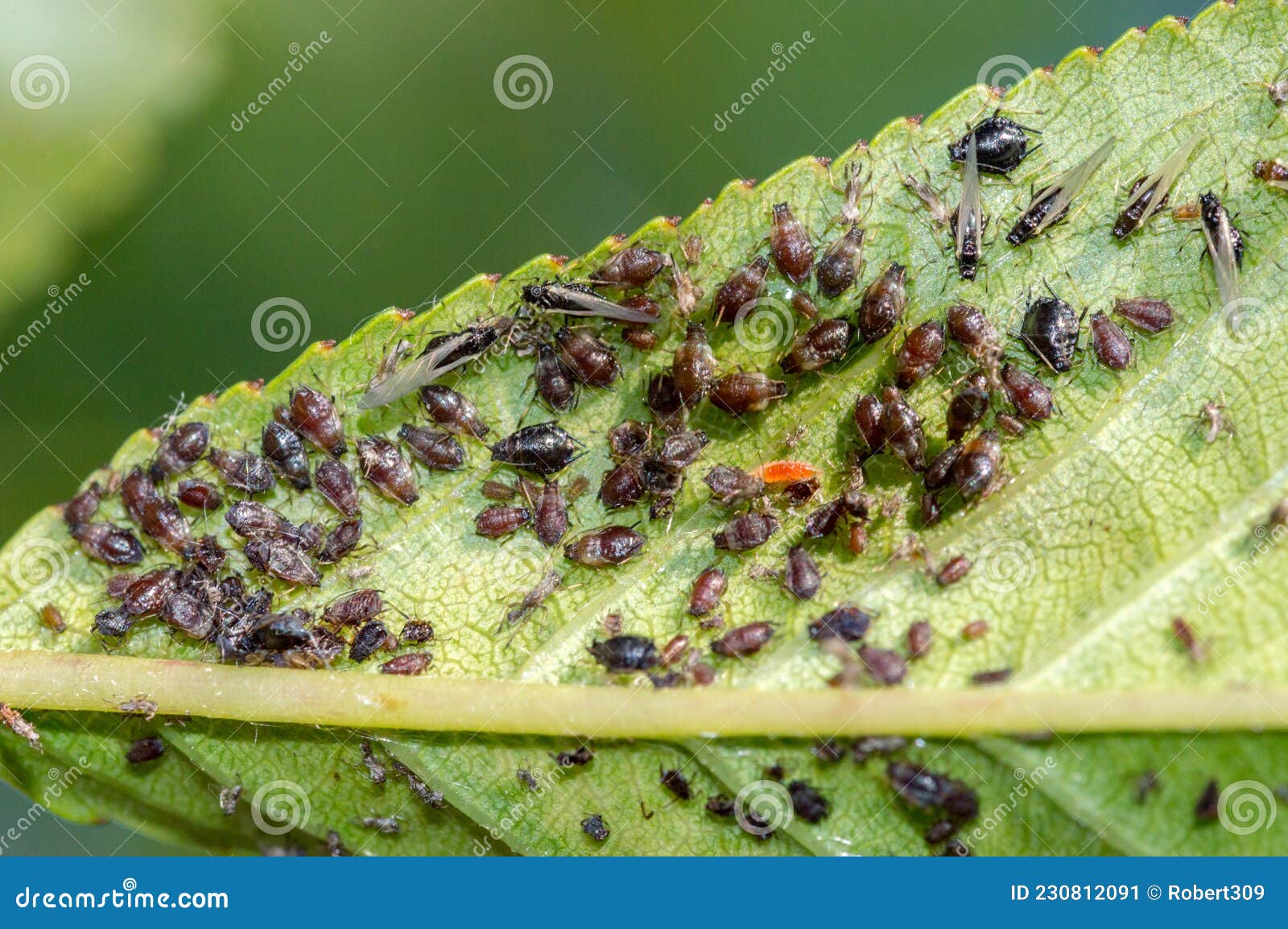 Macro Photo of Aphids on a Leaf of a Tree Stock Image - Image of ...