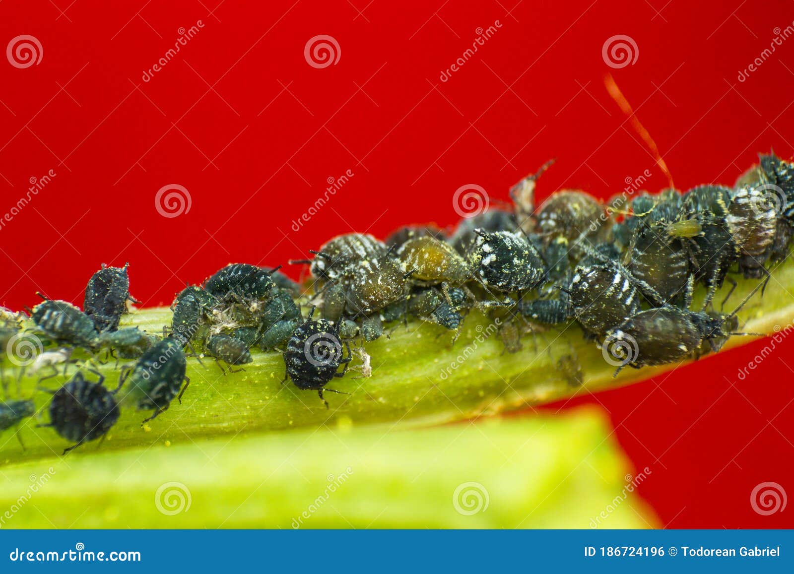Macro Photo of Aphids on Tree Branch Stock Photo - Image of closeup ...