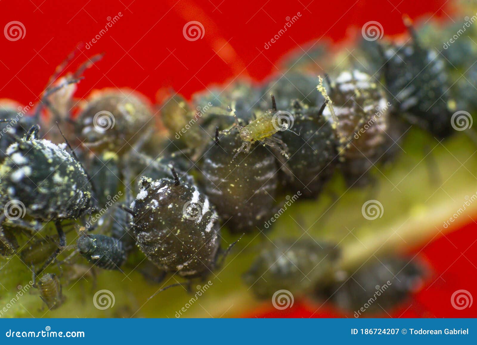 Aphids On A Branch, Orchard, Garden Insects, Royalty-Free Stock Photo ...