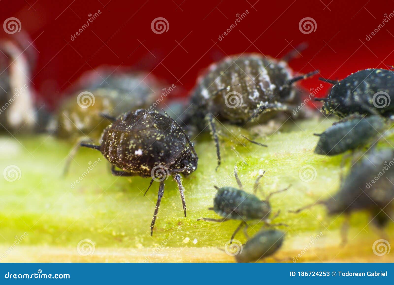 Aphids On A Branch, Orchard, Garden Insects, Rose Royalty-Free Stock ...