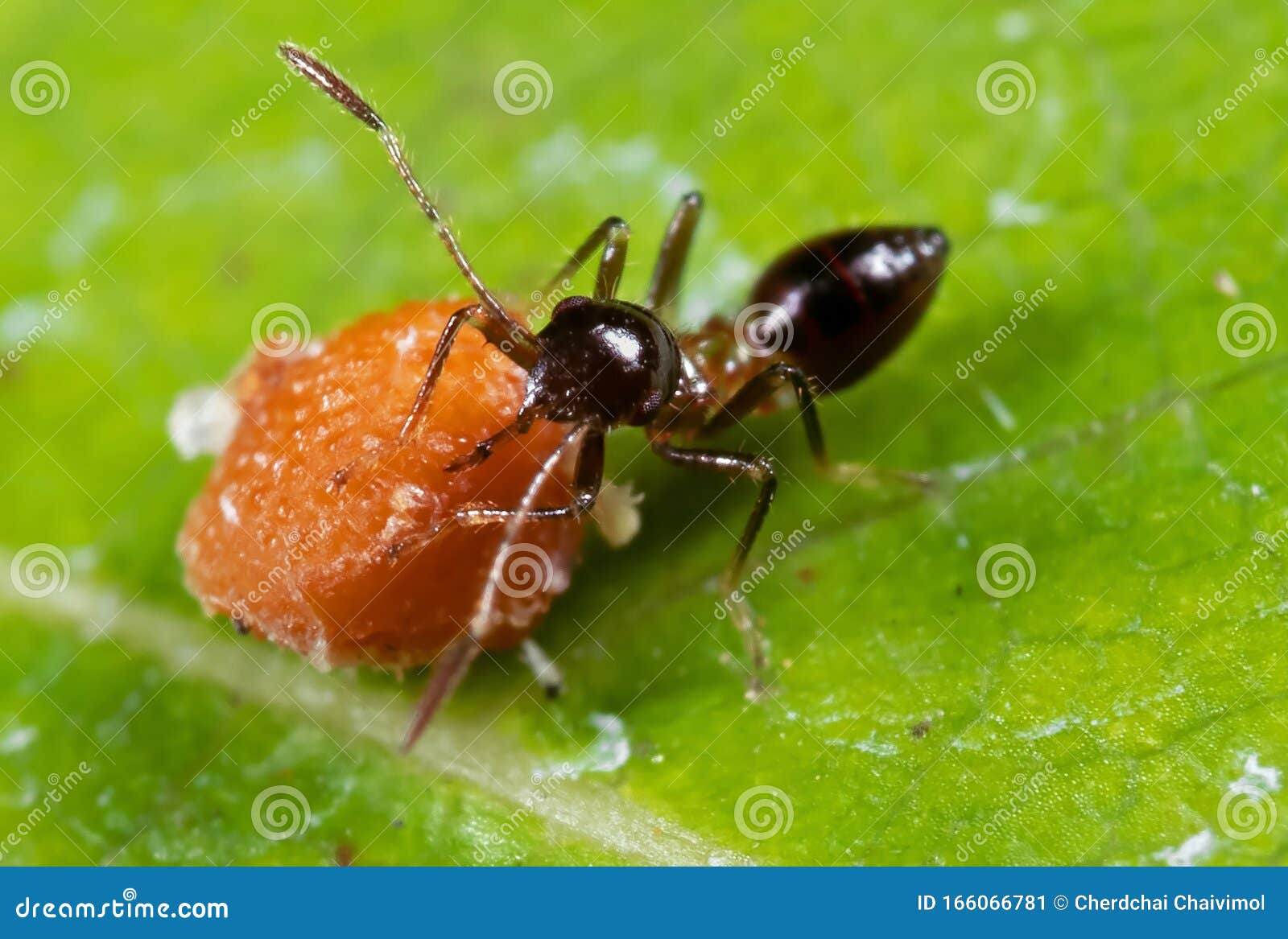 Macro Photo of Assassin Bug is Eating Fruit on Leaf Stock Image - Image ...