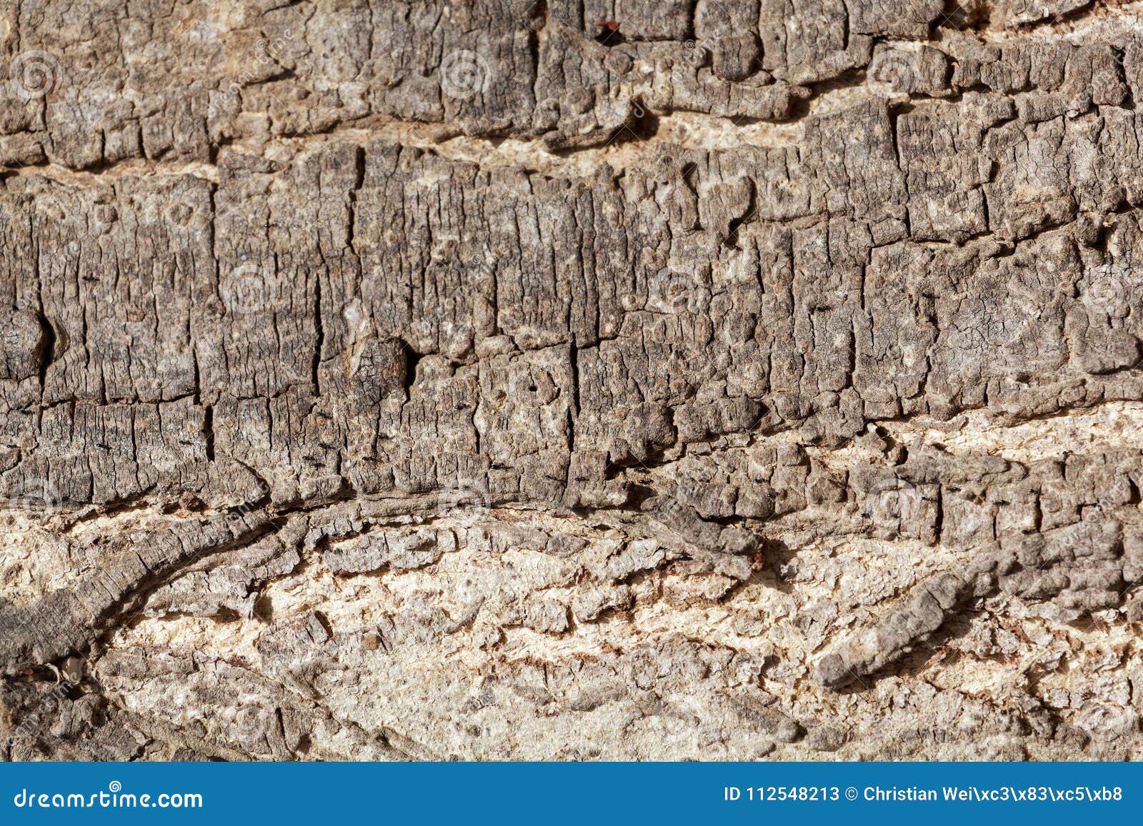 The bark of an acacia tree stock image. Image of macro - 112548213