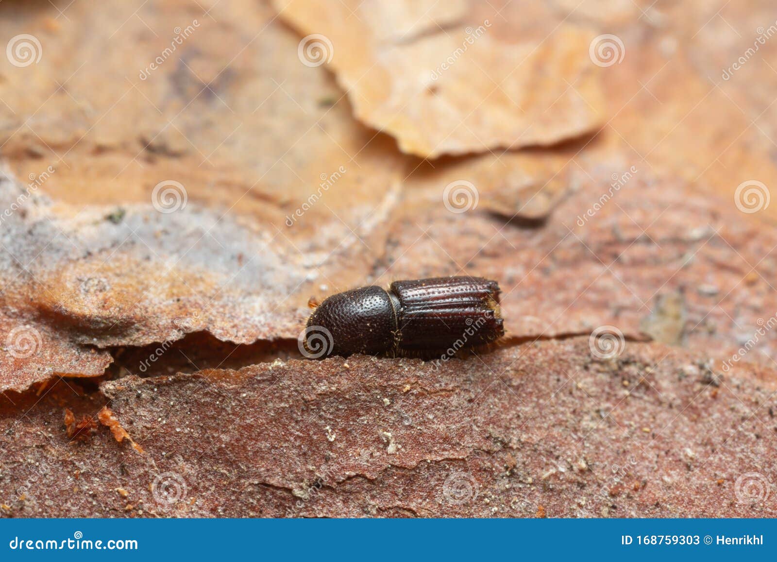Bark borer on pine bark stock image. Image of insecta - 168759303