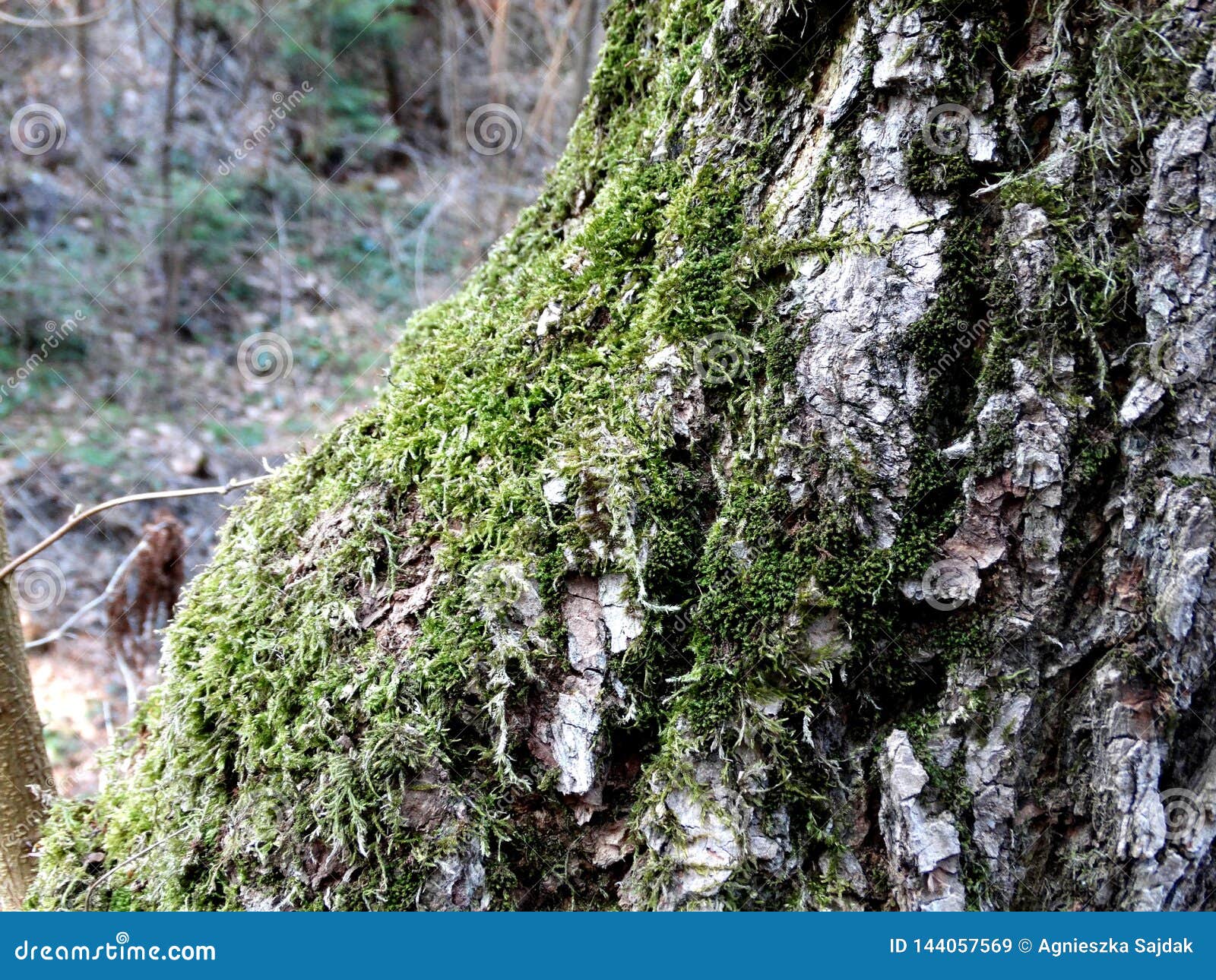 A Macro Photo of a Bark of a Tree Stock Image - Image of road, growing ...