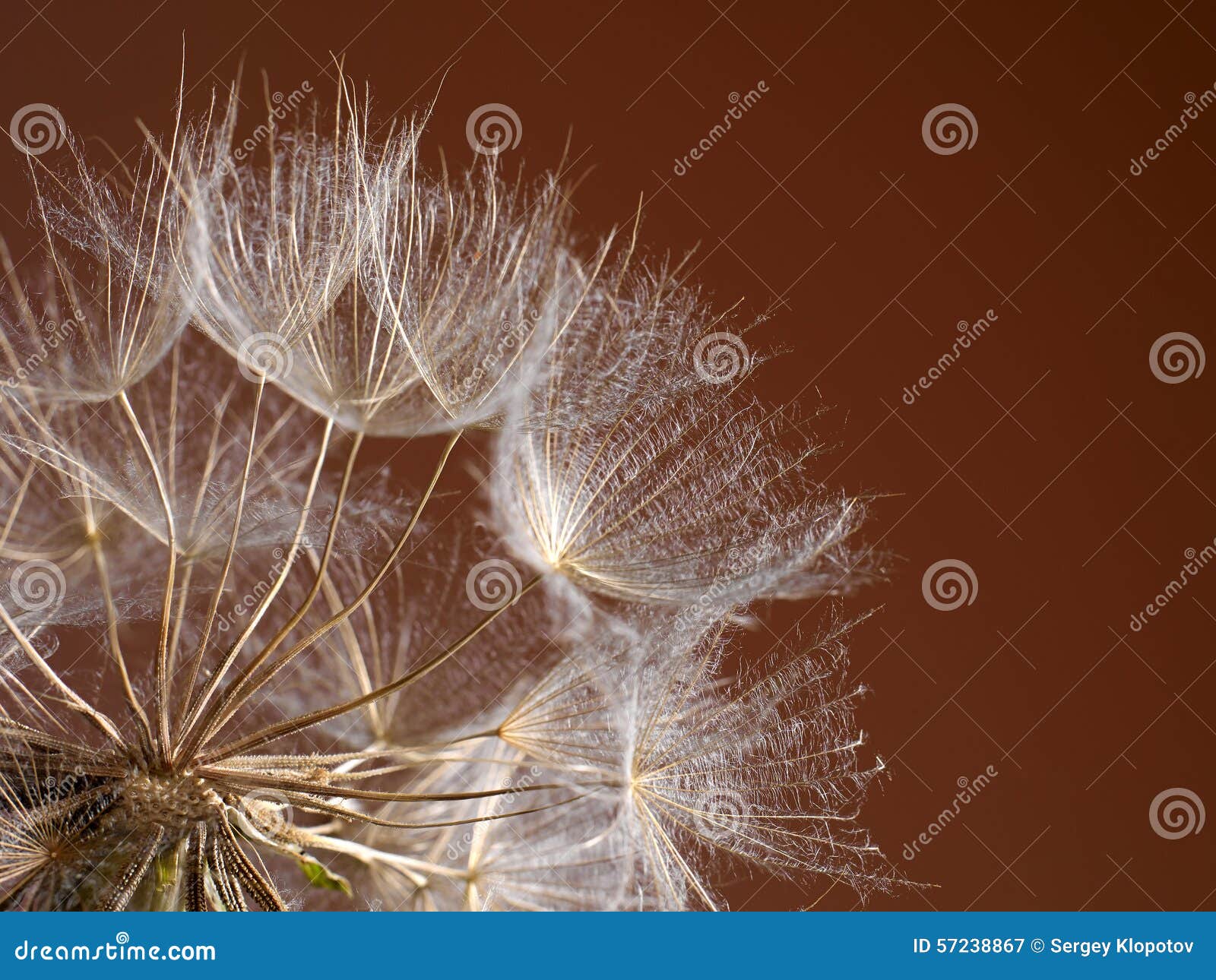 The Macro Photo The Beautiful Dandelion Stock Image - Image of moving ...