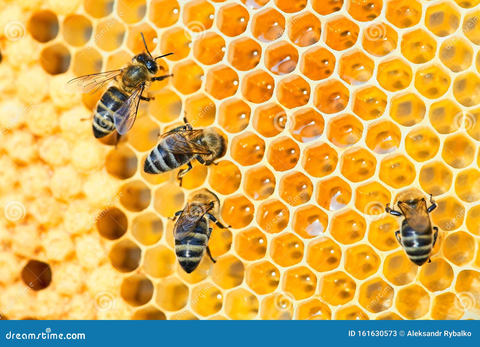 Macro Photo Of A Bee Hive On A Honeycomb With Copyspace Bees Produce Fresh Healthy Honey
