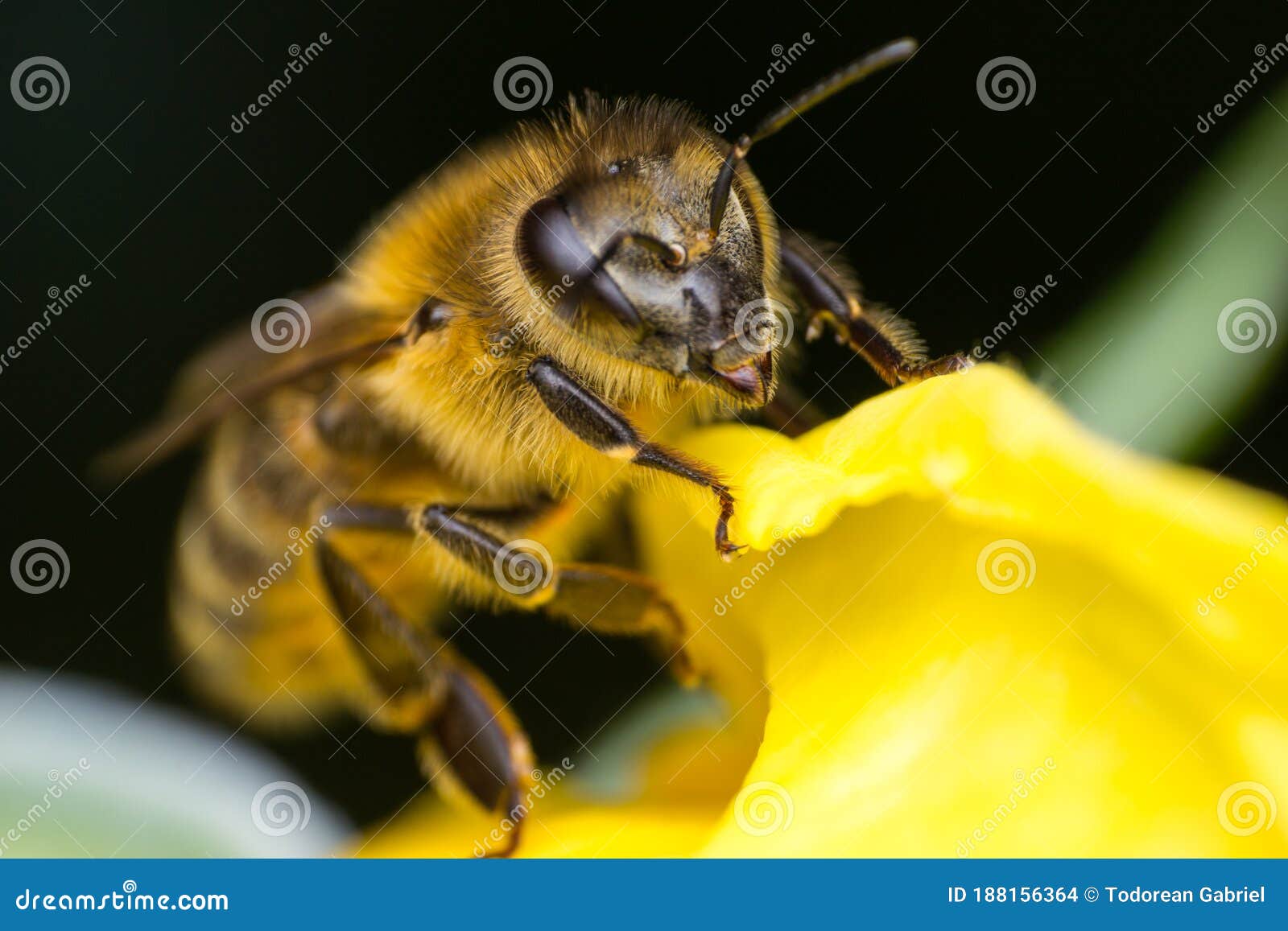 Macro Photo of a Bee on the Yellow Flower Stock Photo - Image of yellow ...