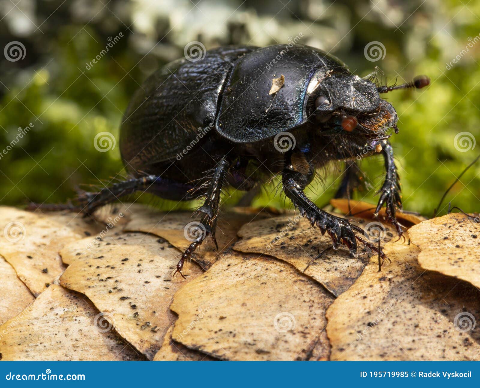 Macro Photo of a Beetle on a Cone Stock Image - Image of detail ...