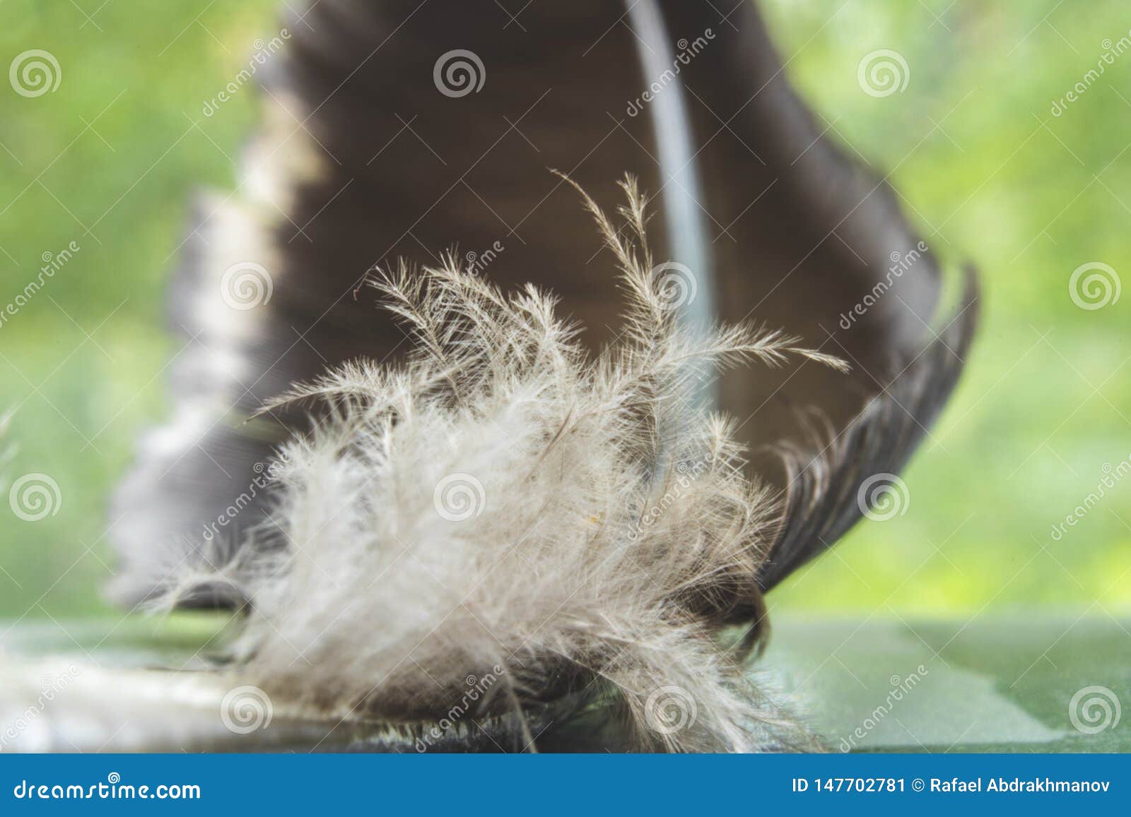 Macro Photo of Bird Feather and Fluff Stock Image - Image of white ...