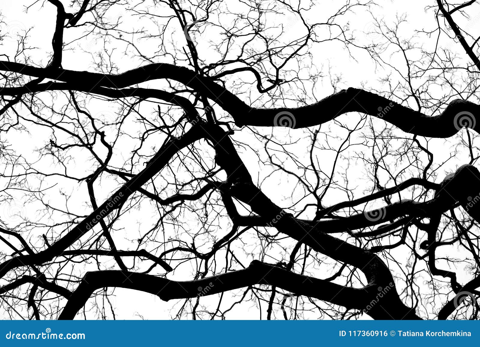 Macro Photo of Black Beautiful Branches Stock Photo - Image of flora ...