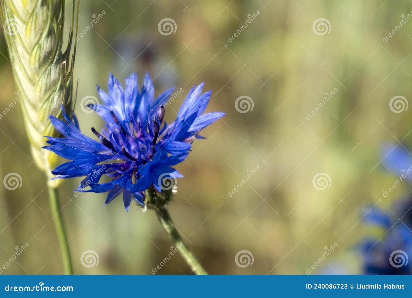 Macro Photo of a Blue Cornflower in the Wheat Field Stock Image - Image ...