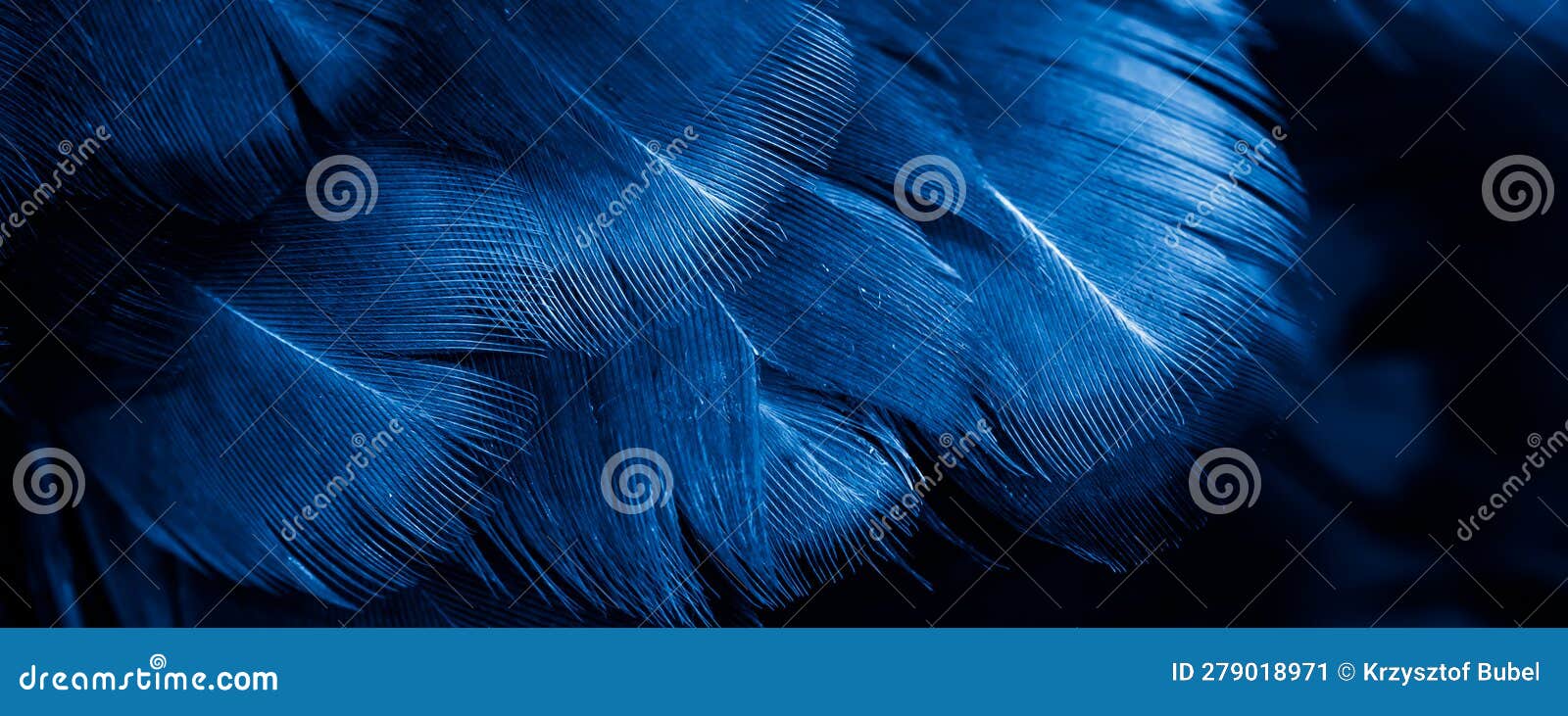 Macro Photo of Blue Hen Feathers. Background or Textura Stock Image ...