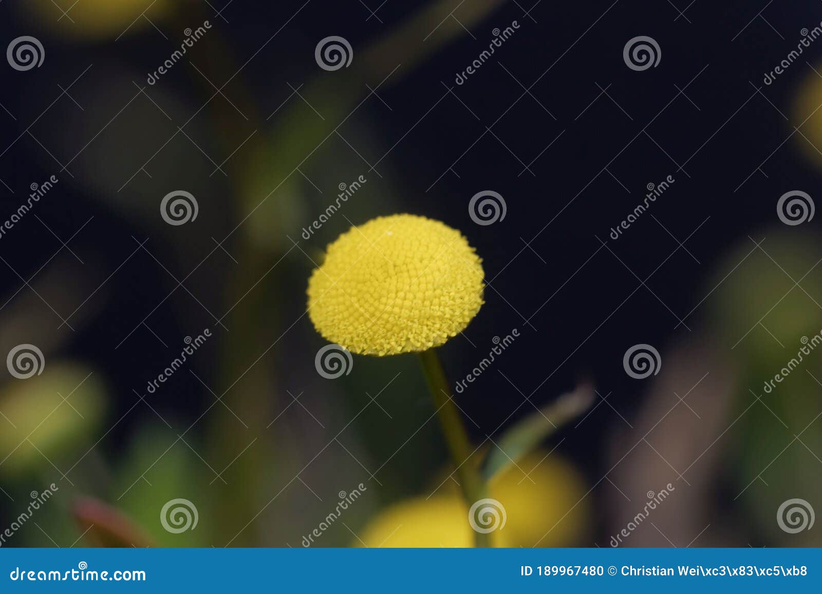 Macro Photo of a Brass Button Flower, Cotula Coronopifolia Stock Photo ...