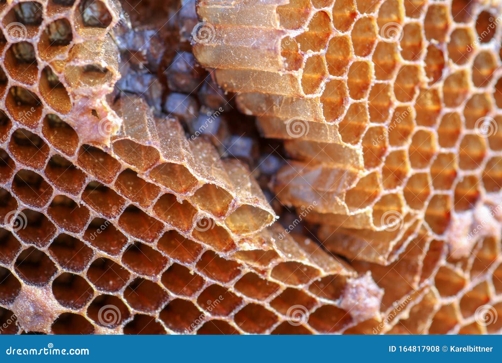 Macro Photo of Broken Bee Comb. Longitudinal Quarry on the Side of ...