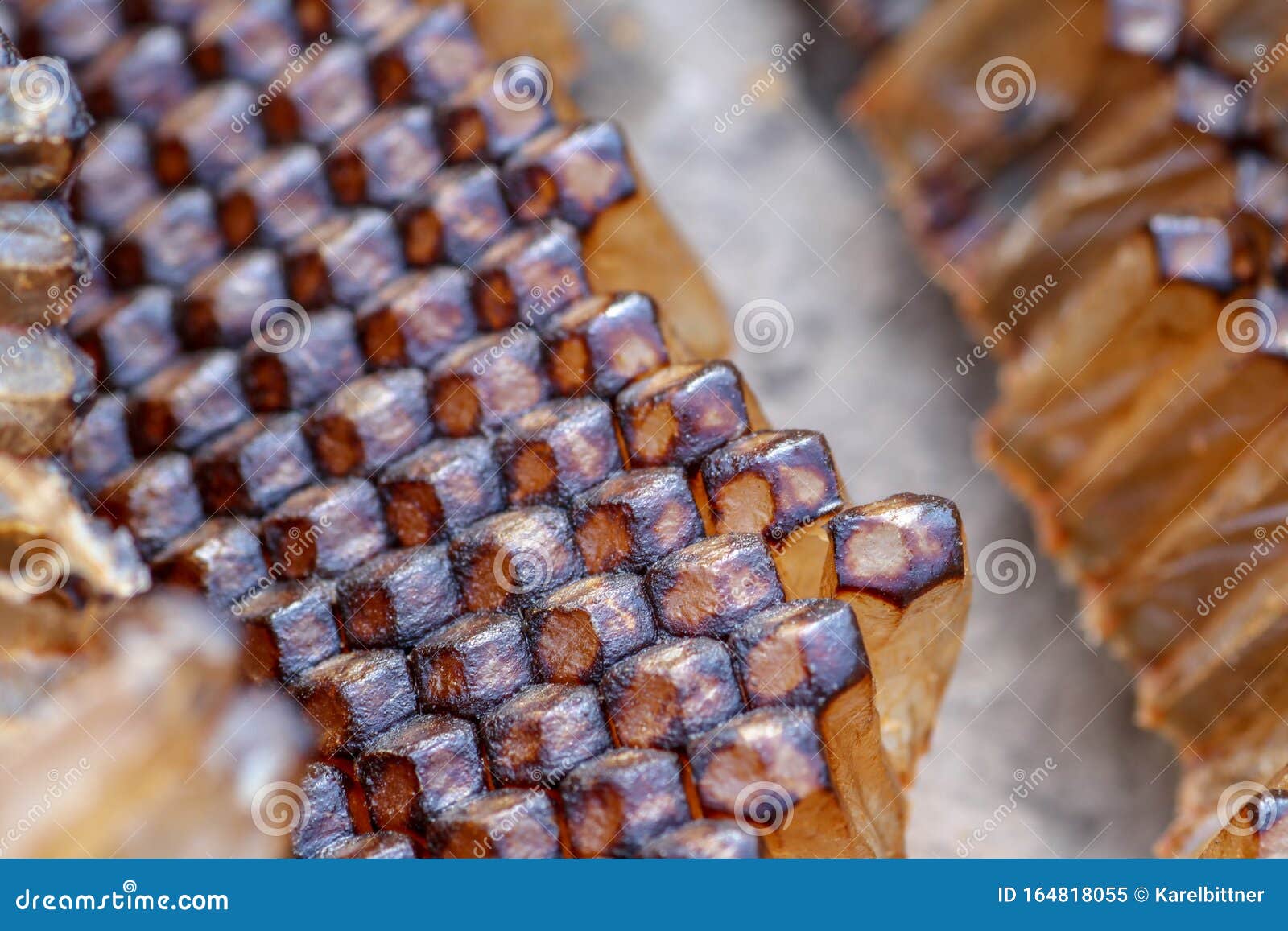 Macro Photo of Broken Bee Comb. Longitudinal Quarry on the Side of ...