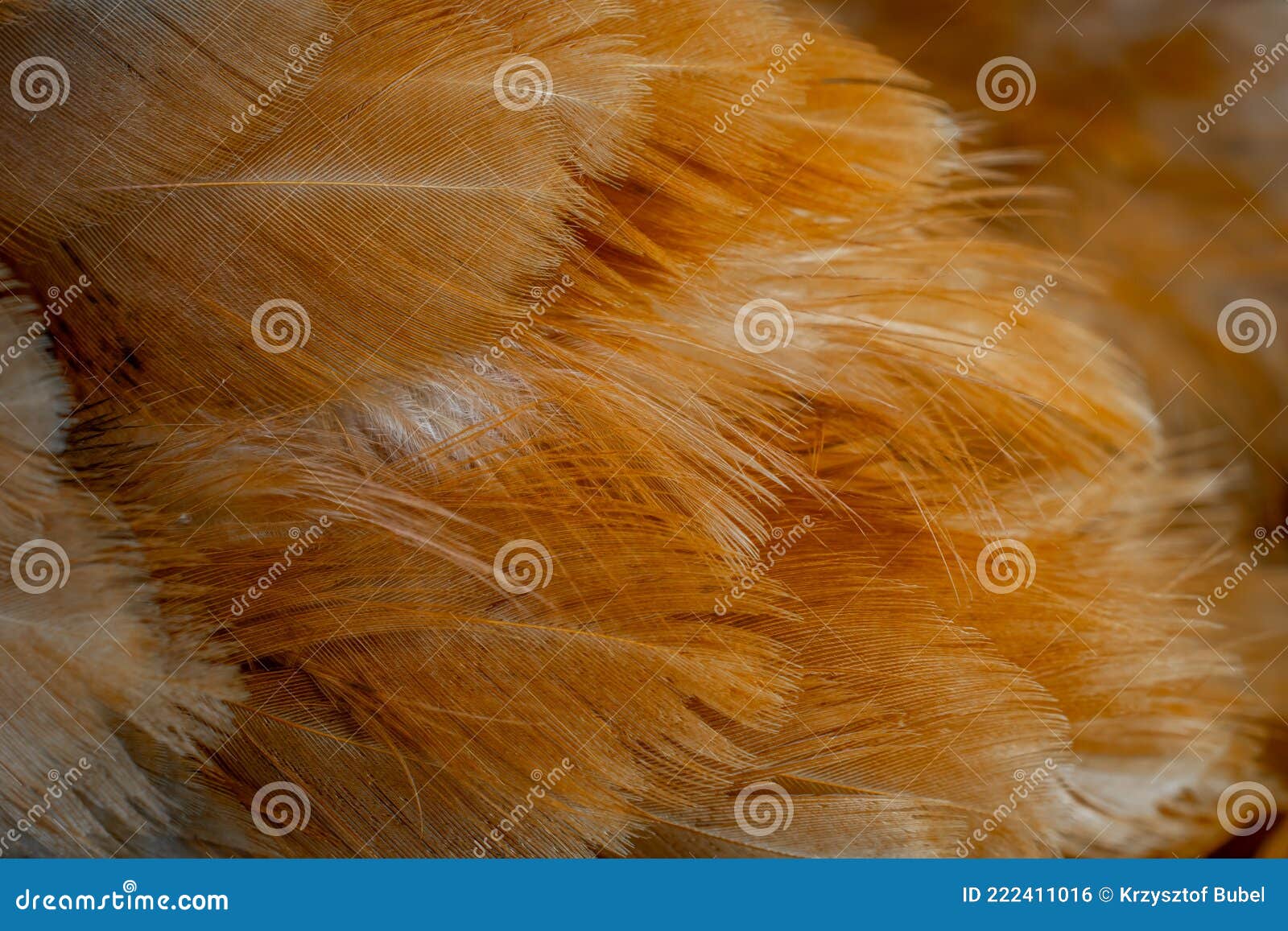 Macro Photo of Brown Hen Feathers. Background or Textura Stock Photo ...