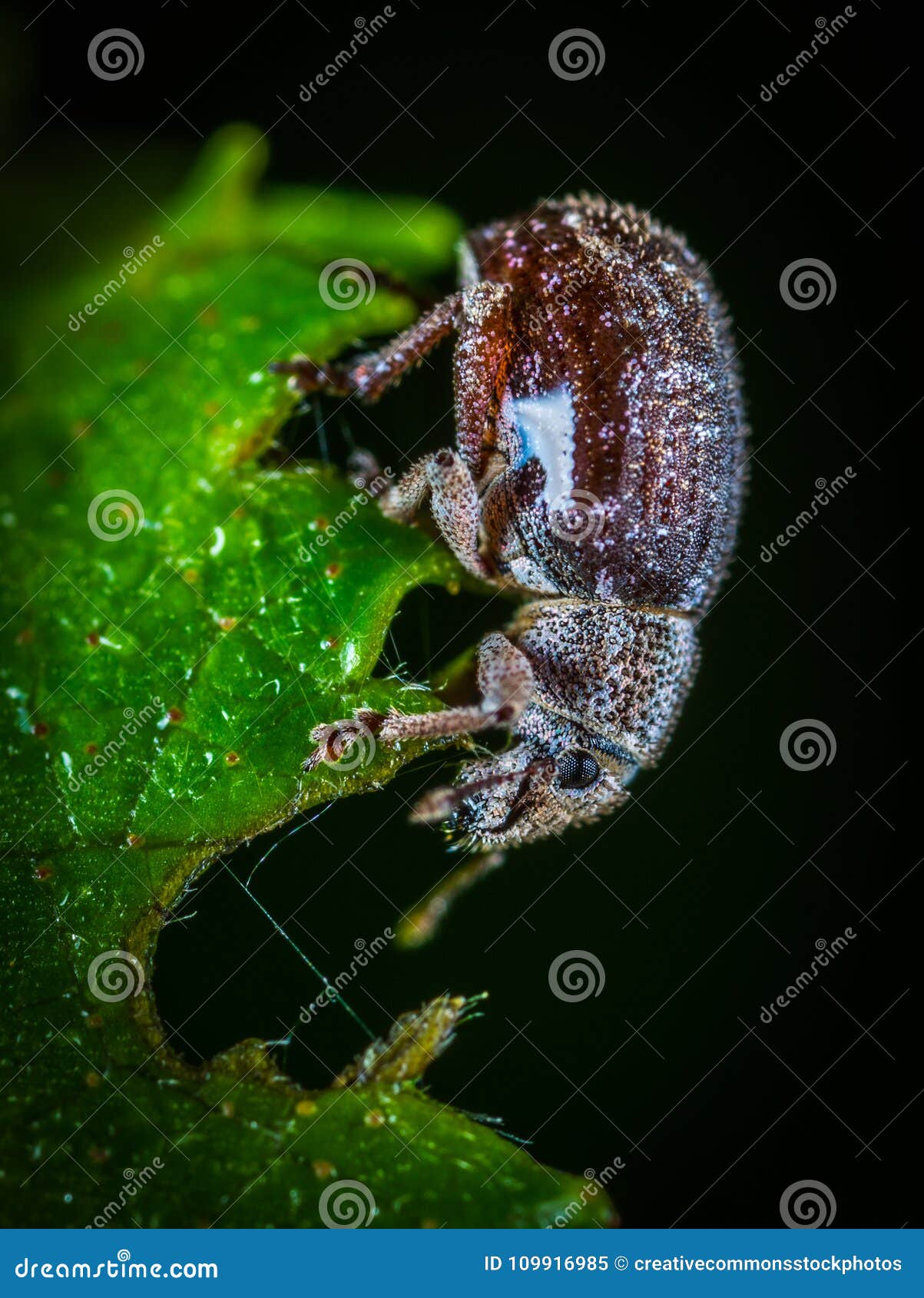 Macro Photo Of Brown June Beetle On Green Leaf Picture. Image: 109916985