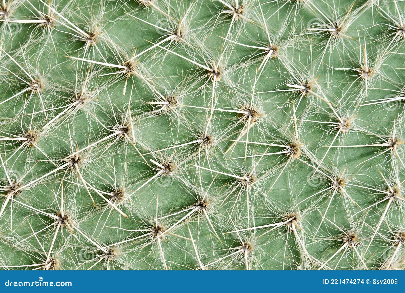 Macro Photo Cactus Needles Surface Pattern Background, Close-up View ...