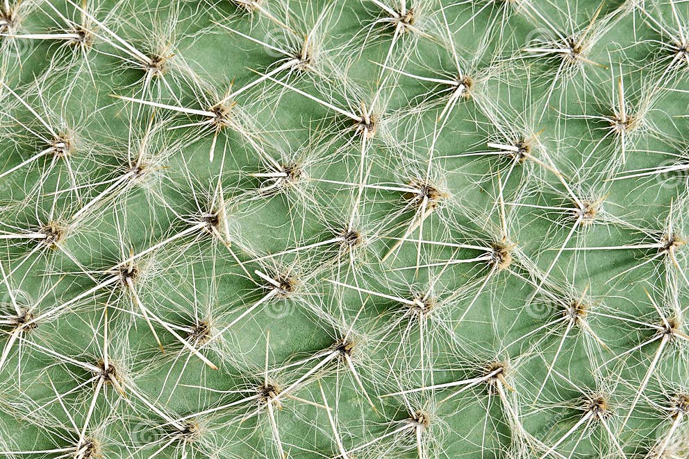 Macro Photo Cactus Needles Surface Pattern Background, Close-up View ...