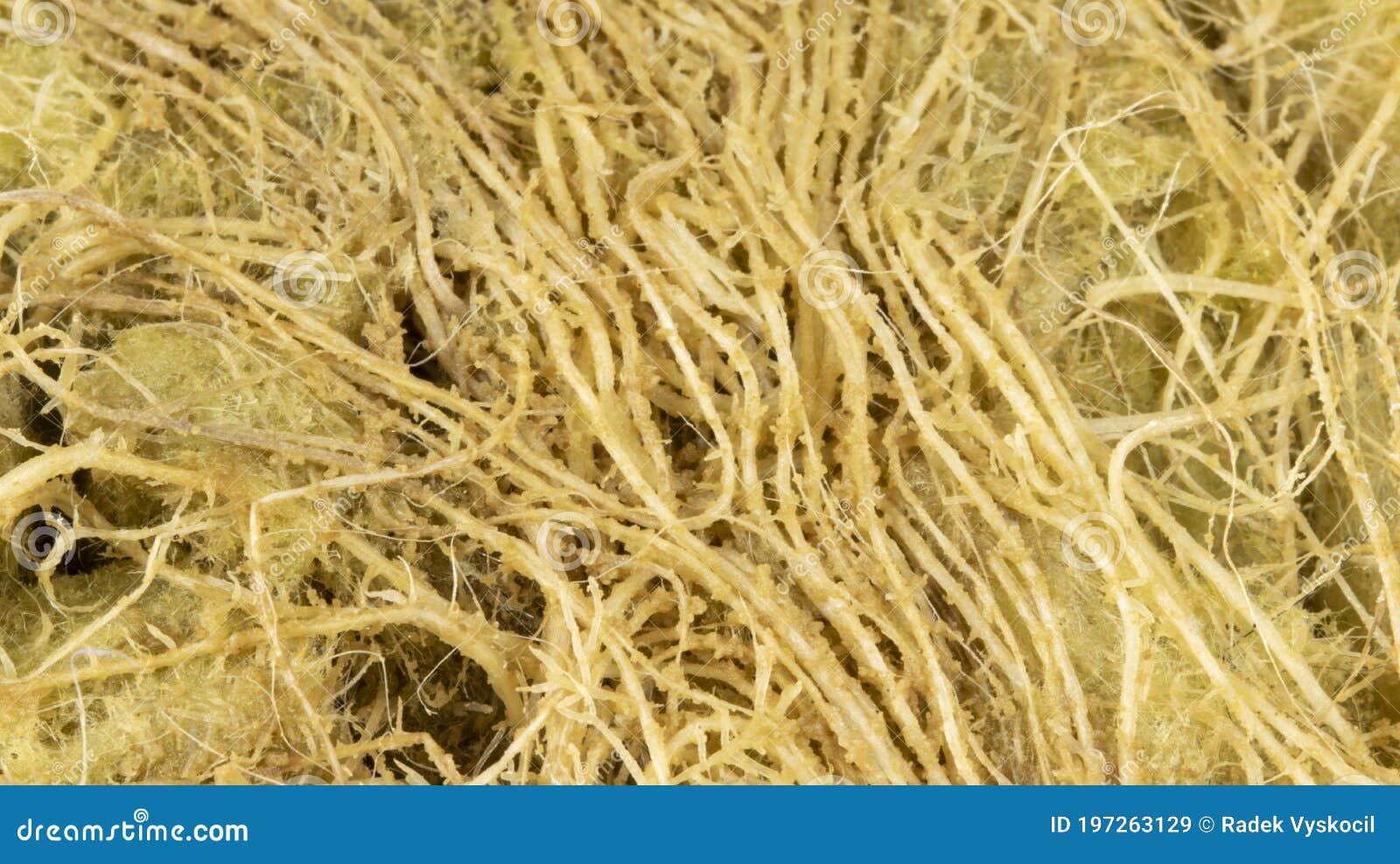 Macro Photo of Cannabis Root System Stock Image - Image of root ...