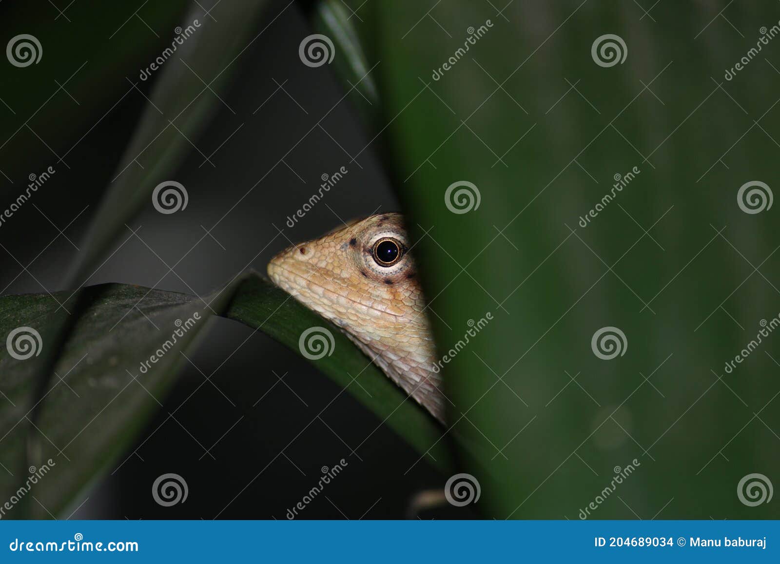 Macro Photo of a Chameleon. Stock Photo - Image of reptile, snake ...
