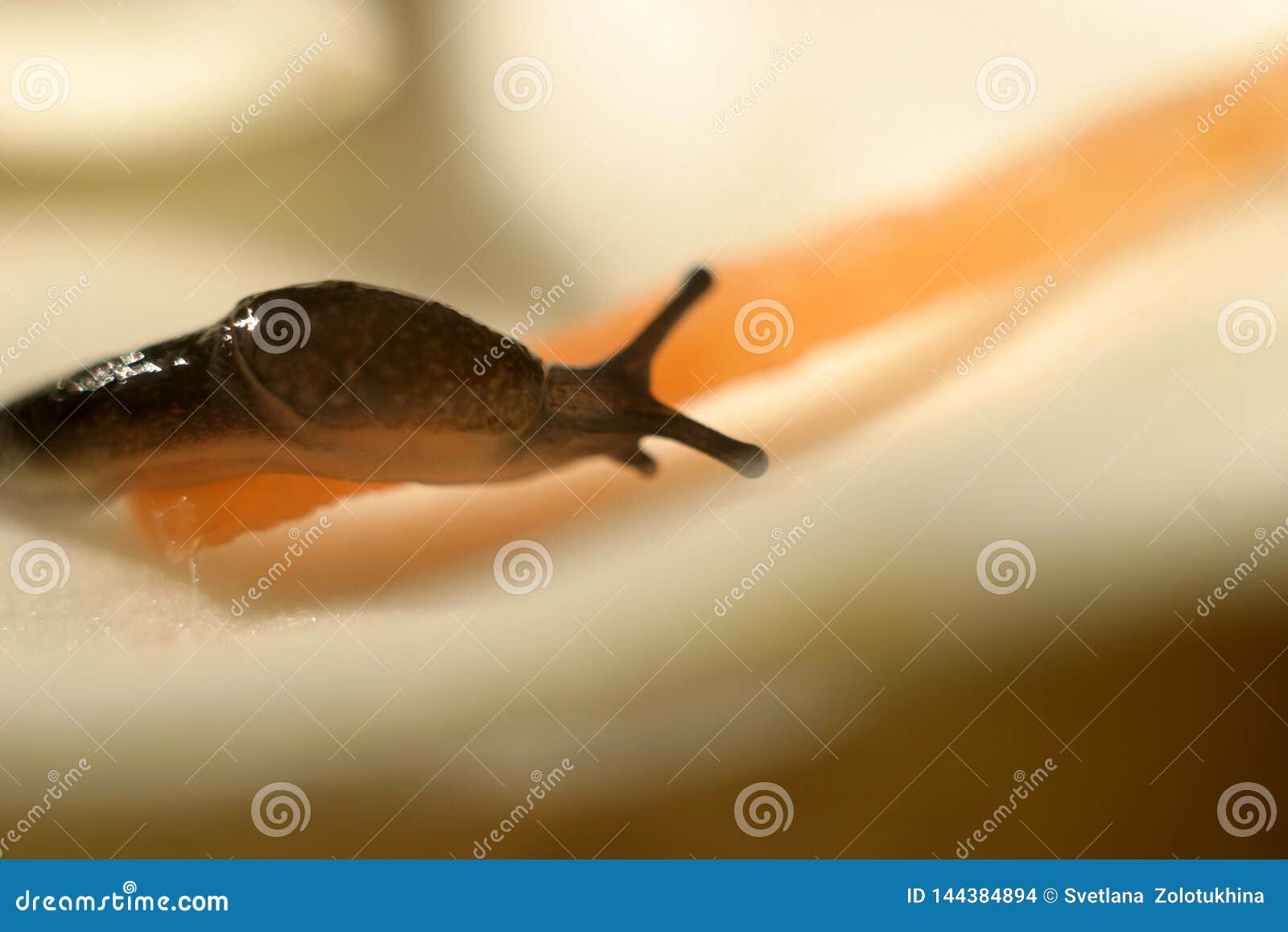 Macro Photo. a that Does Not Have a Shell is a Slug. Stock Photo ...