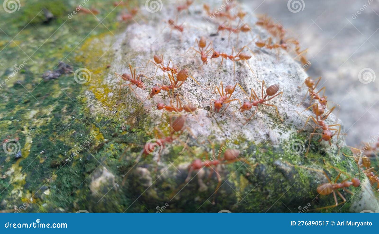 Macro Photo of Collection of Red Ants on an Ancient Building. Stock ...