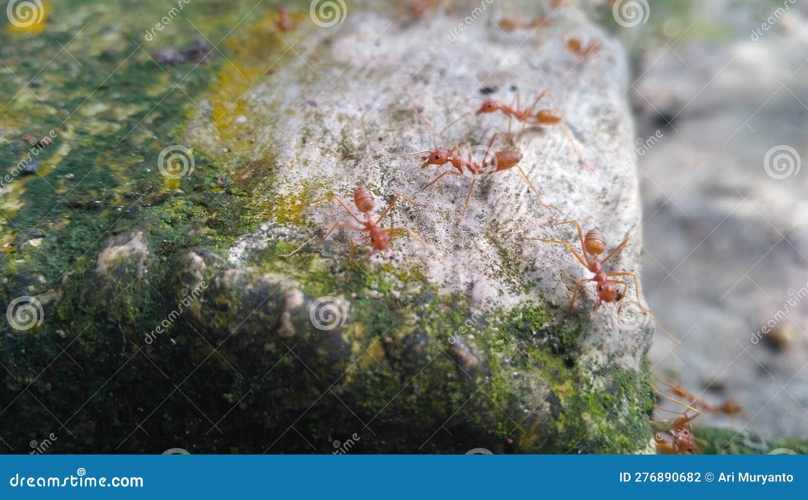 A Collection Of Red Ants Swarming Around Dead Insects Royalty-Free ...