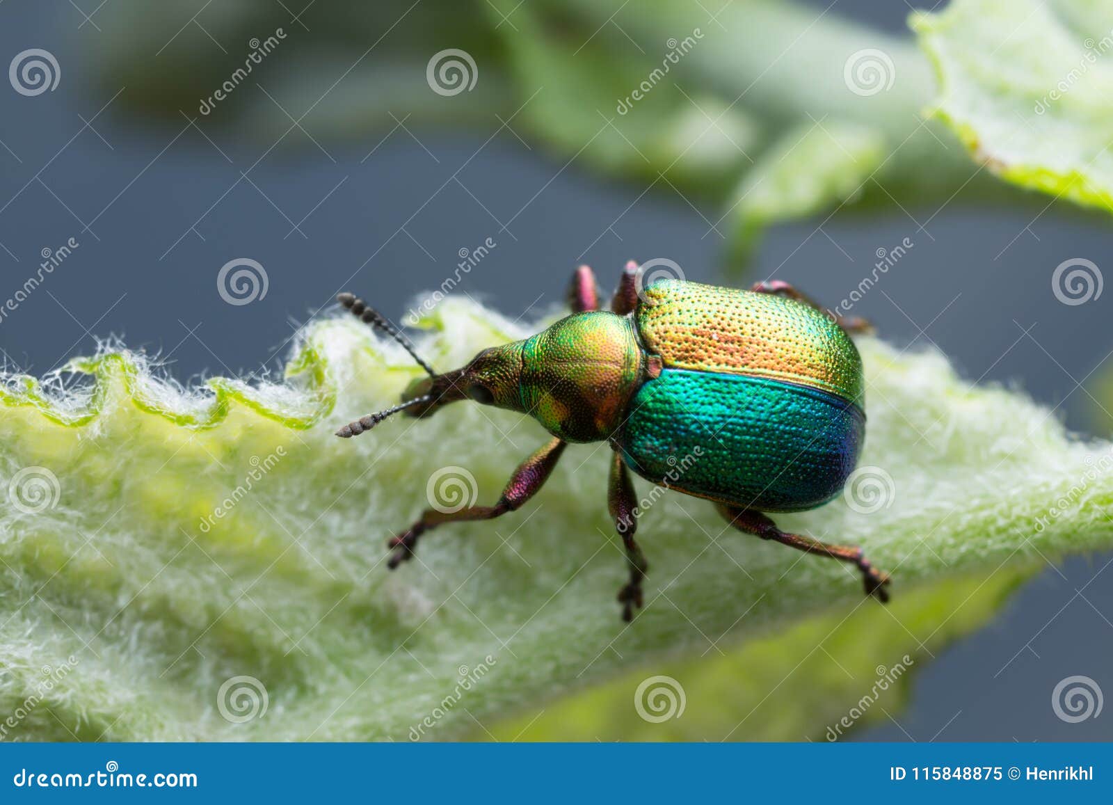 Colorful Leaf-rolling Weevil, Attelabidae on Leaf Stock Image - Image ...