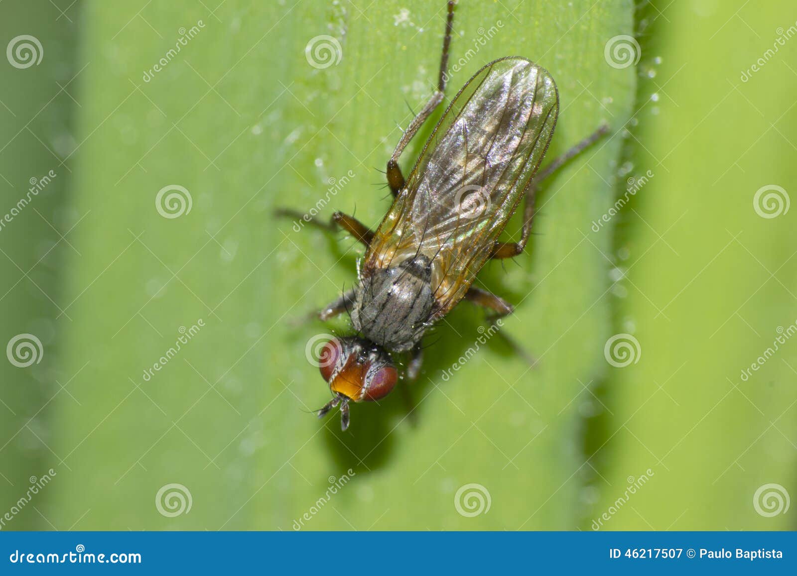 33,669 Common Fly Stock Photos - Free & Royalty-Free Stock Photos from ...