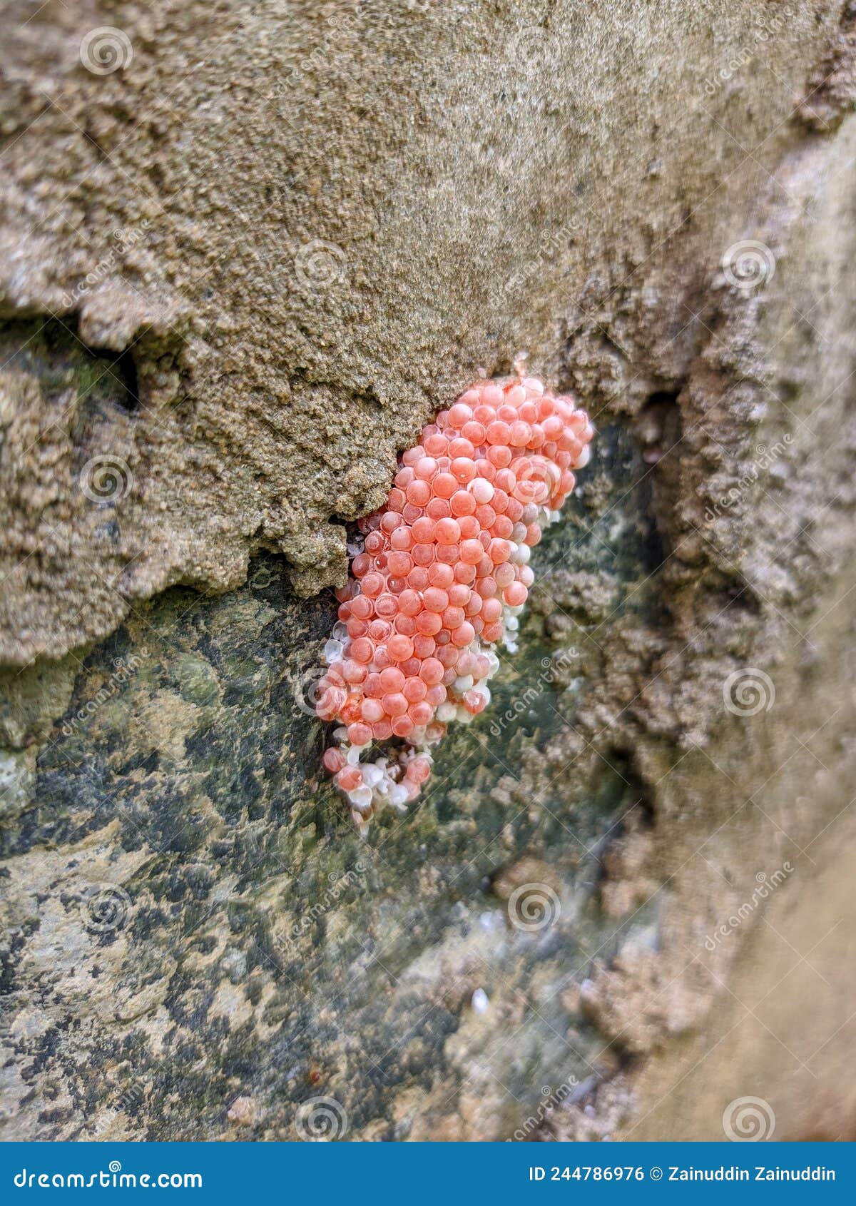 Macro Photo of Conch Eggs on the Wall Stock Photo - Image of animal ...