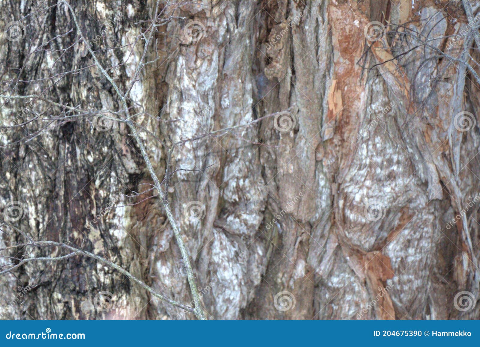 Tree Bark Closeup with Details Stock Photo - Image of ceased, object ...