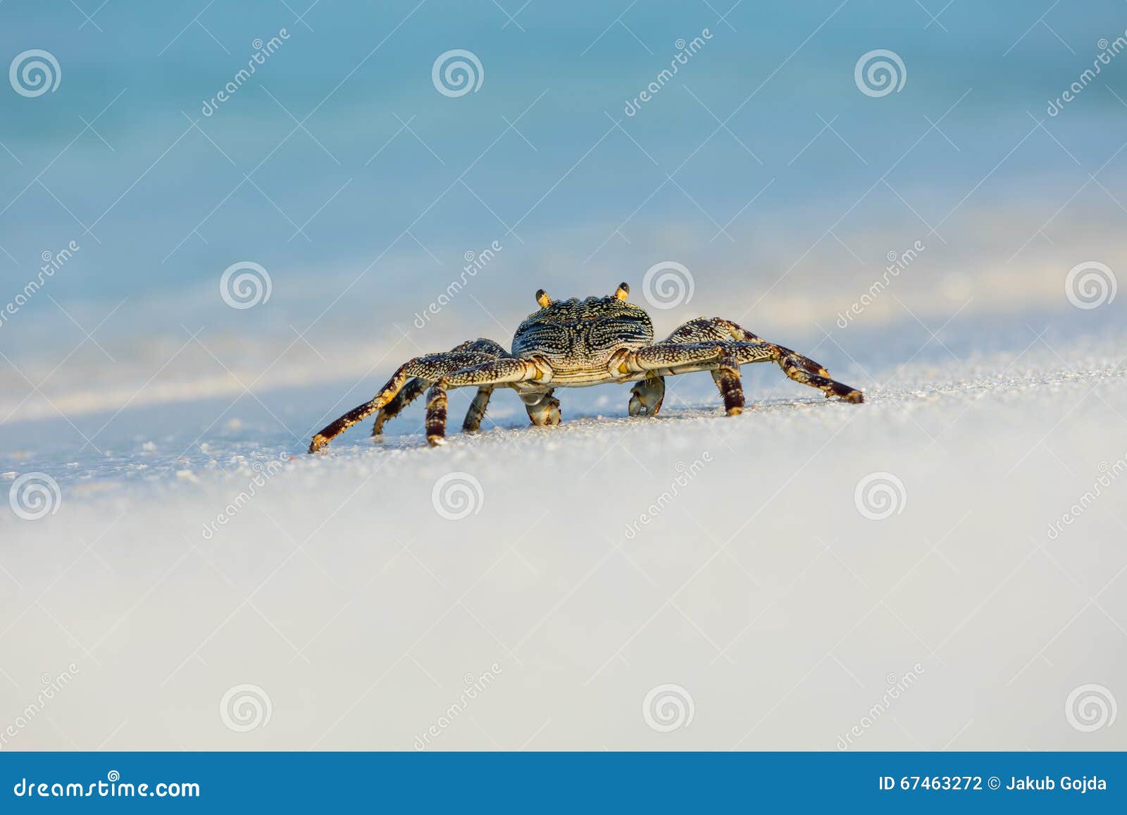 Macro Photo of Crab on the Beach Stock Photo - Image of animal, yellow ...