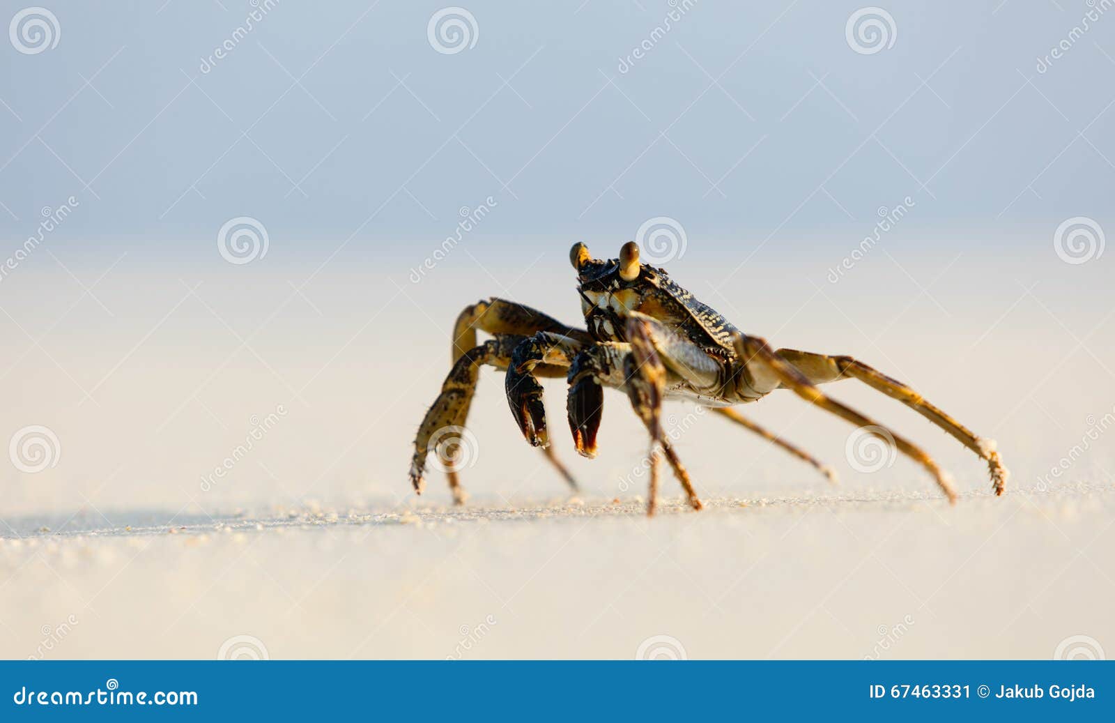 Macro Photo of Crab on the Beach Stock Image - Image of beach, marine ...