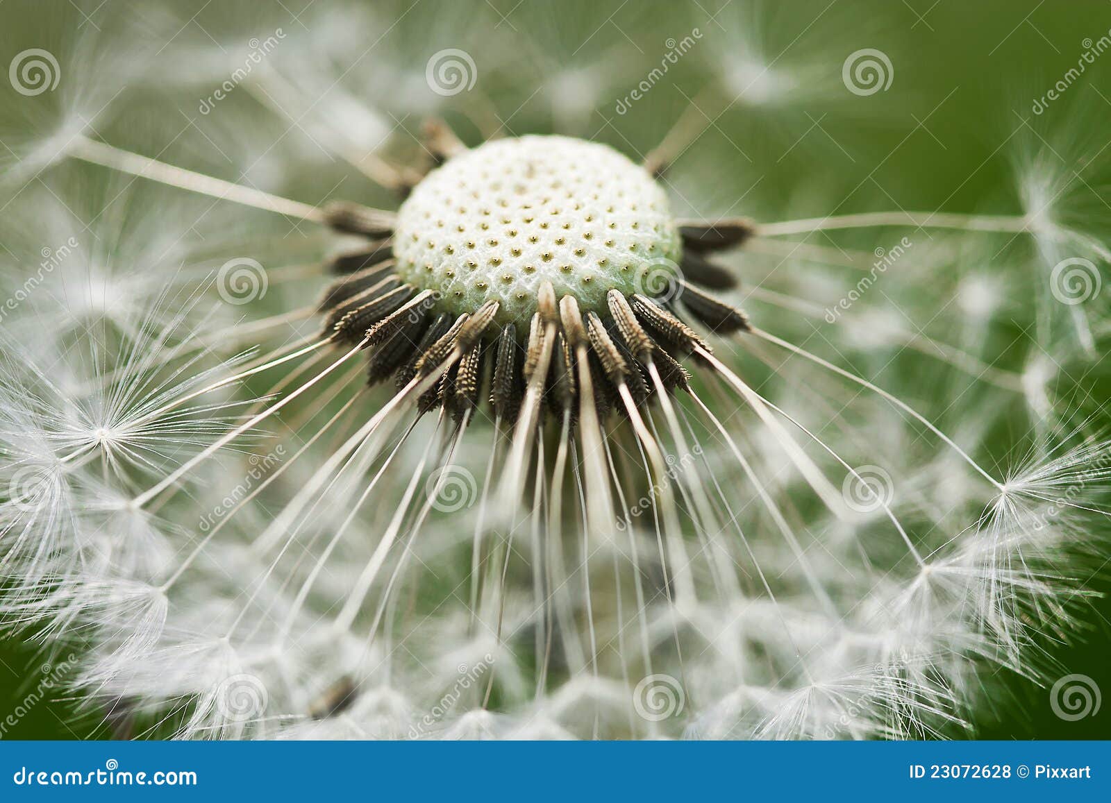 Macro photo of dandelion stock photo. Image of close - 23072628